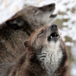 Meet the Wolves at the Lakota Wolf Preserve - NJ Family