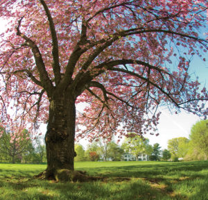 These are the Best Spots to See Cherry Blossoms in New Jersey - NJ Family