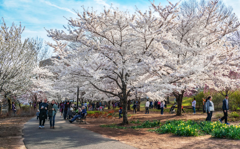 Best Spots to See Cherry Blossoms in New Jersey – 2025 Guide - NJ Family