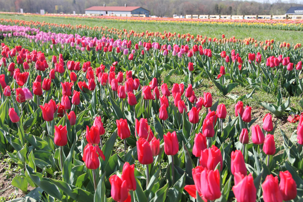 Holland Ridge Farms is Home to the Country's Best Tulip Festival, New ...