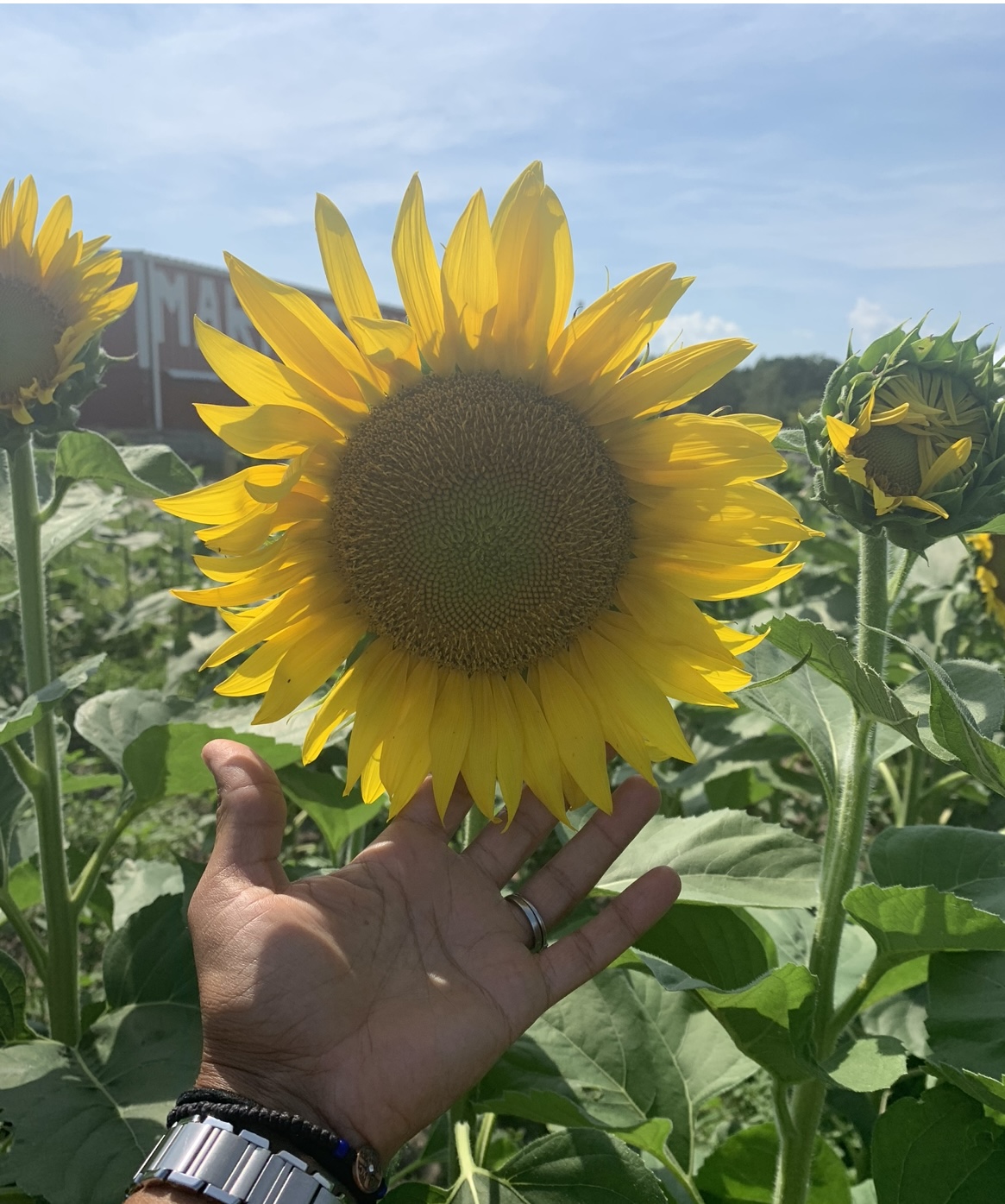 Pick Your Own Sunflowers at These NJ Farms - NJ Family