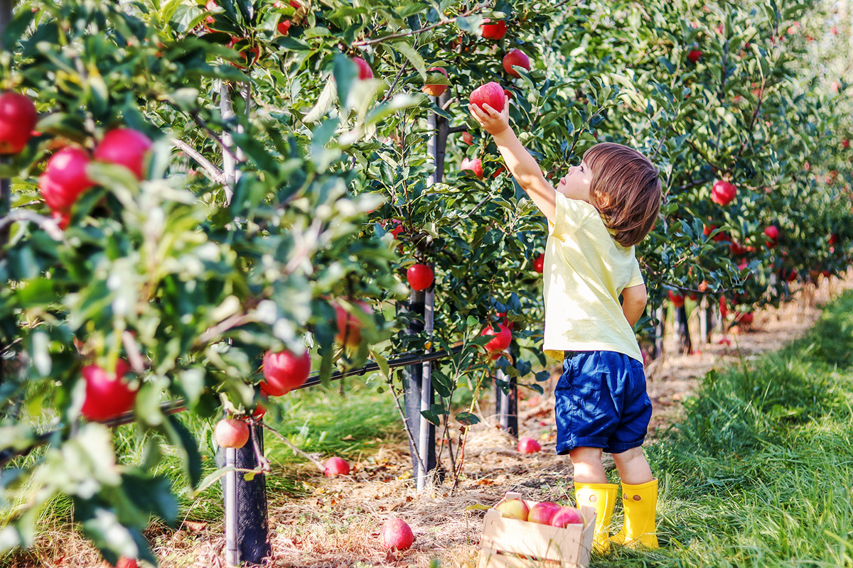 Pick Your Own Apples in NJ - NJ Family