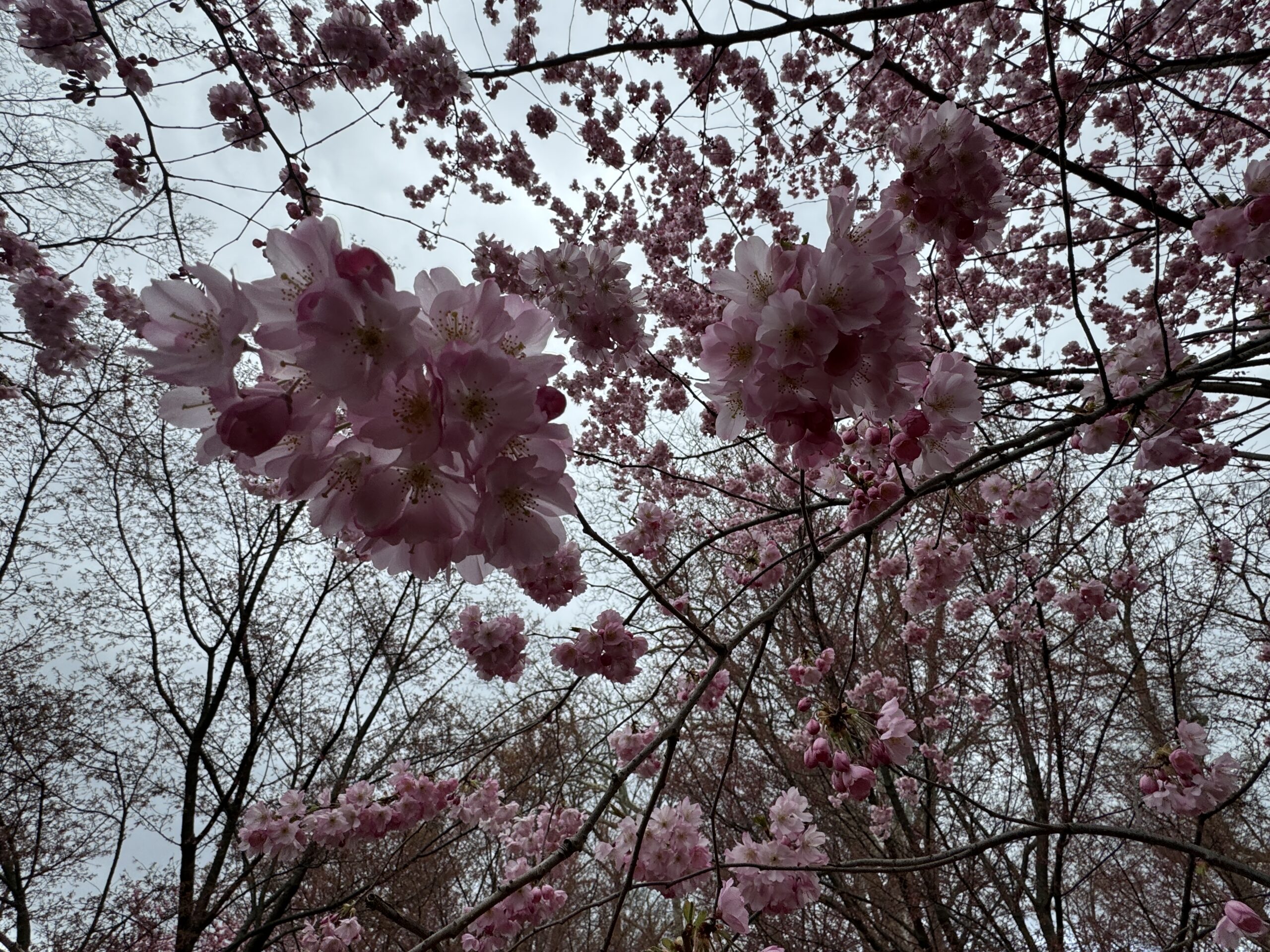 Find Out When To See The Cherry Blossoms at This NJ Park - NJ Family