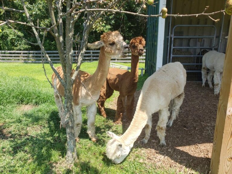These Alpaca Farms In and Around NJ Are Worth the Trip - NJ Family