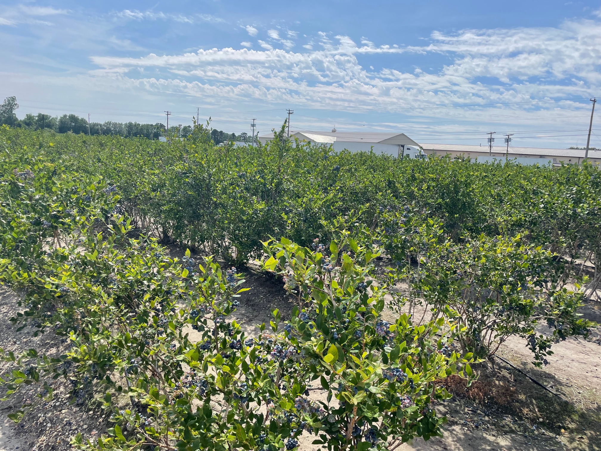 Where to Pick Your Own Blueberries in NJ - NJ Family