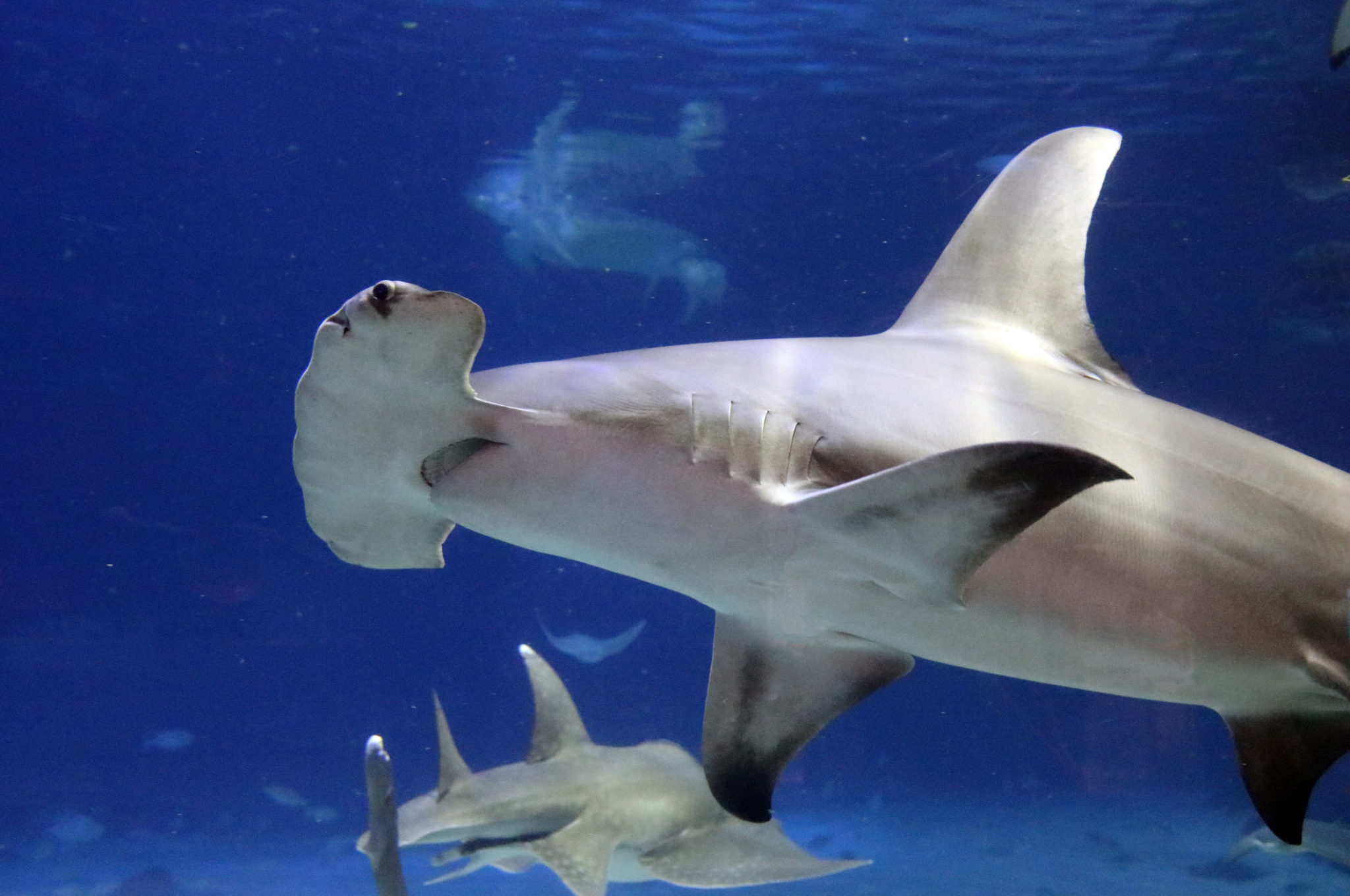 Come See the Scuba Tooth Fairy at Adventure Aquarium - NJ Family