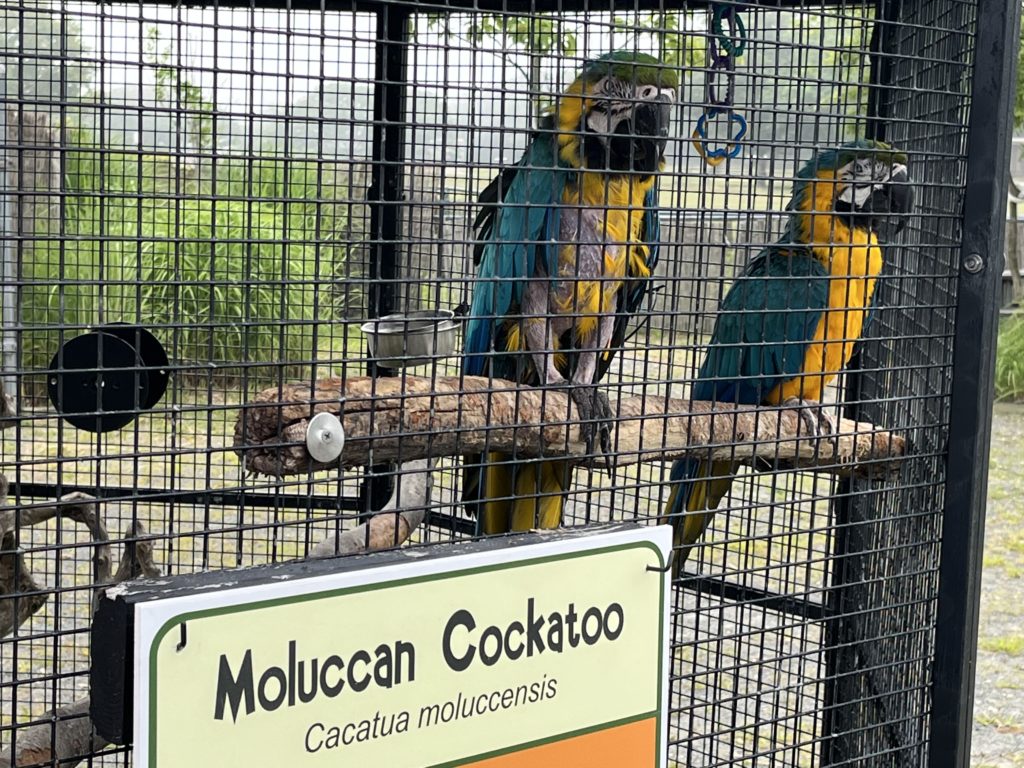 We Spent a Wild Night Camping at Six Flags Great Adventure's Safari ...