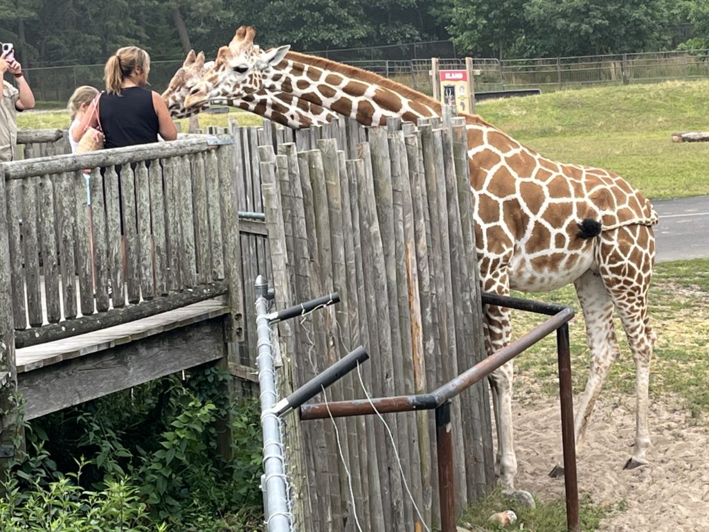 We Spent a Wild Night Camping at Six Flags Great Adventure's Safari ...