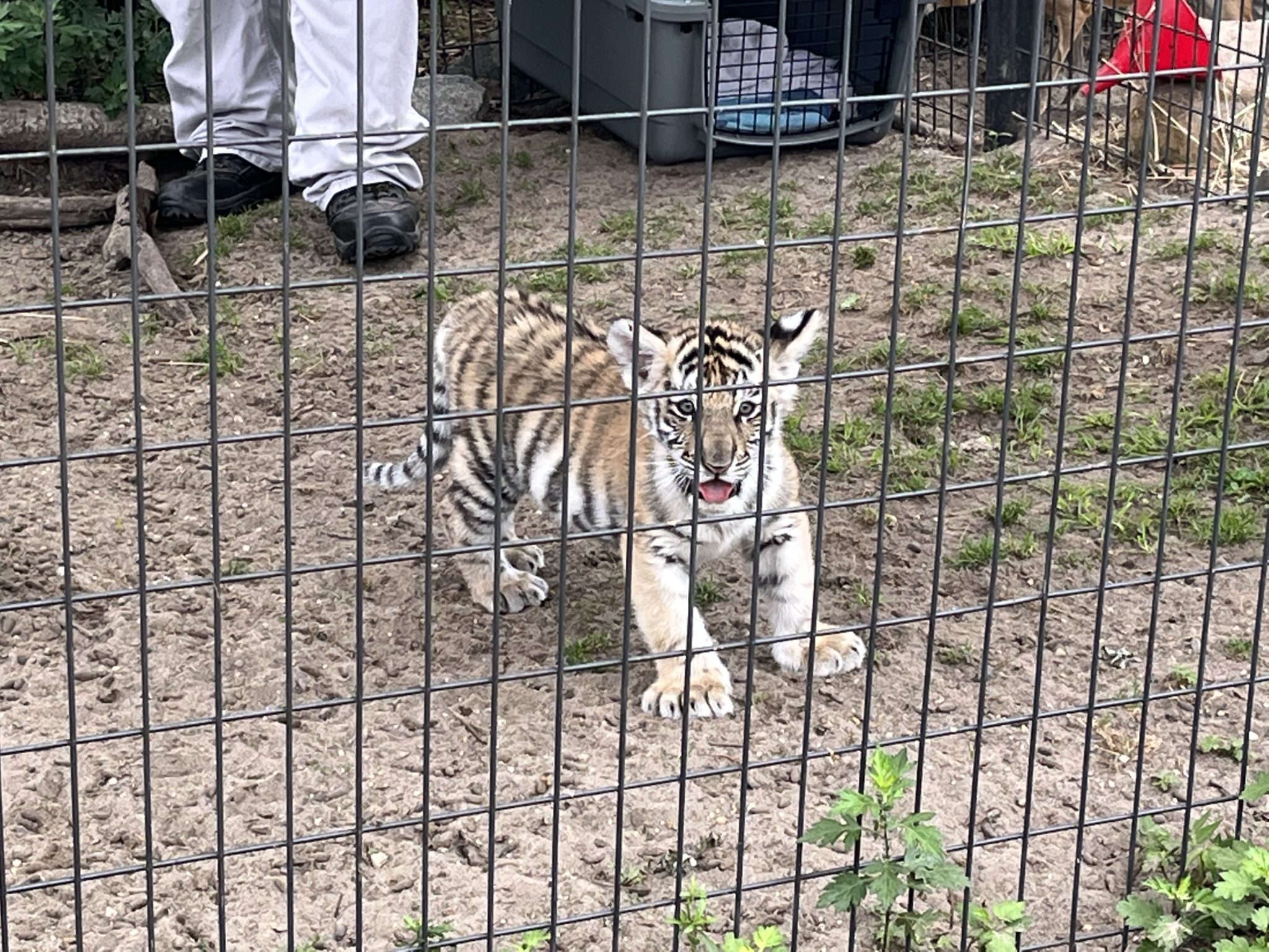 We Spent a Wild Night Camping at Six Flags Great Adventure's Safari ...