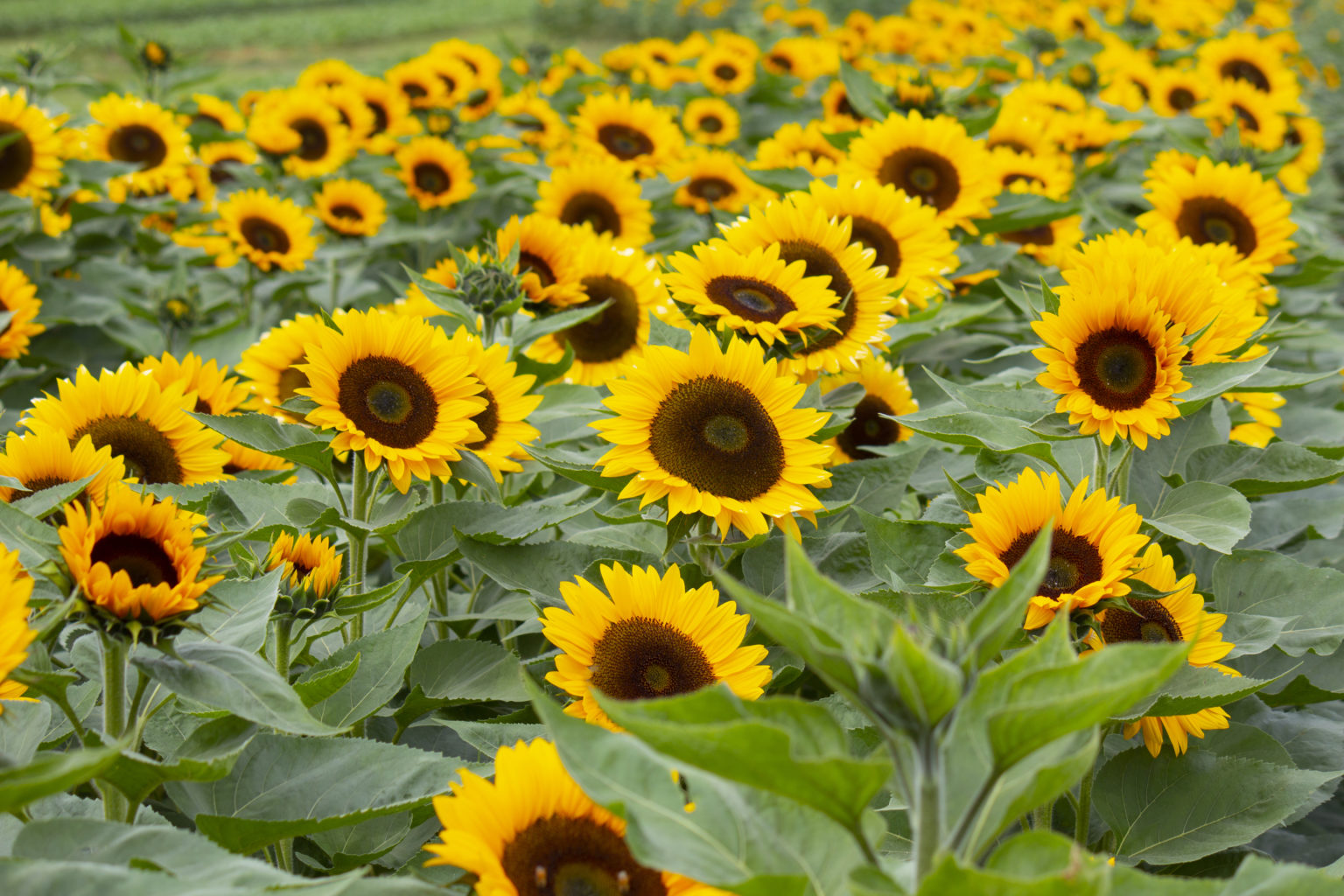 Pick Your Own Sunflowers at These New Jersey Farms - NJ Family