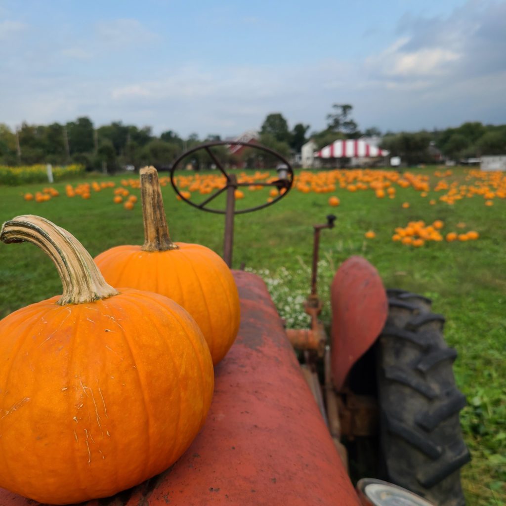 Pick Your Own Pumpkins in NJ - NJ Family