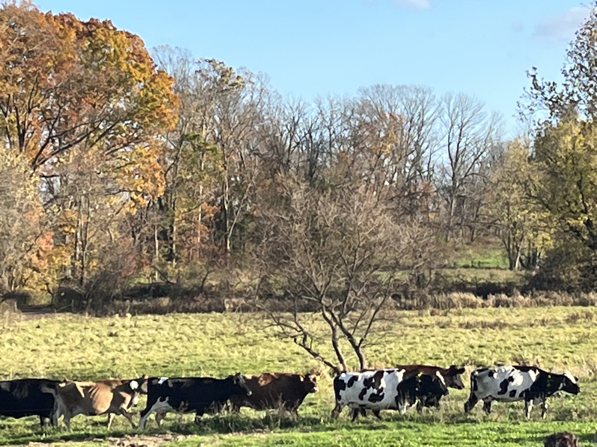 Cow Parade at Cherry Grove Farm - NJ Family
