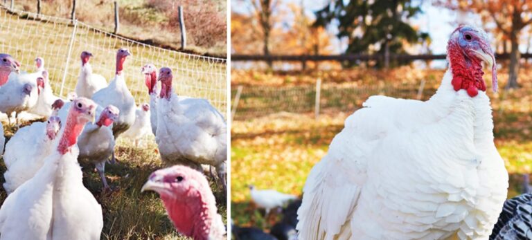 Where to Get Your Thanksgiving Turkey in New Jersey - NJ Family