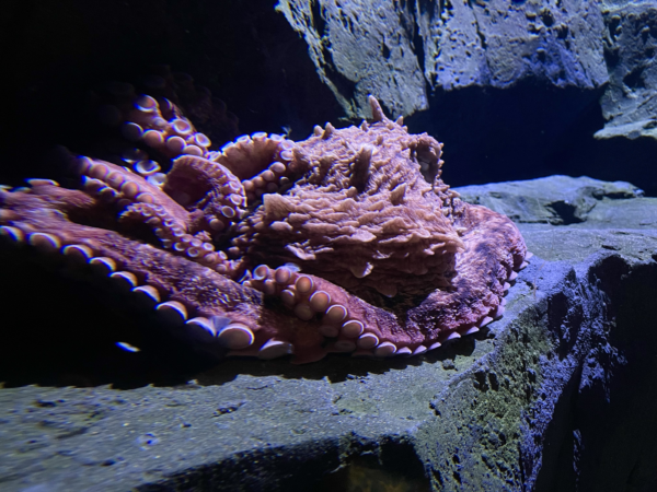 See a New Giant Pacific Octopus at Adventure Aquarium - NJ Family