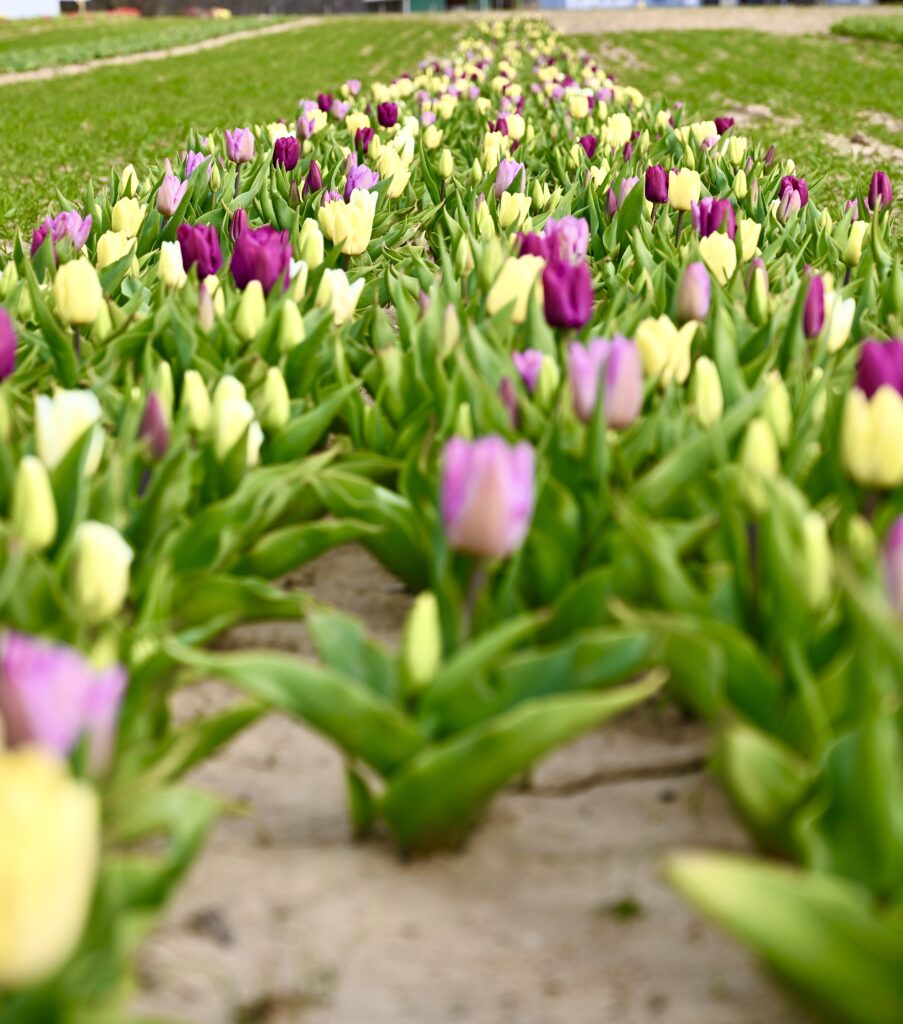 Best Things to Do in New Jersey This Weekend (April 4-6, 2025) - NJ Family