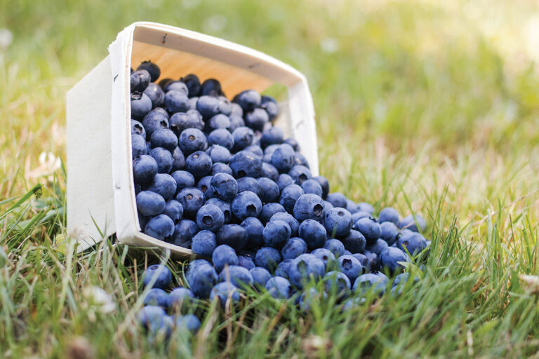 25 Must-Try Iconic New Jersey Foods - NJ Family