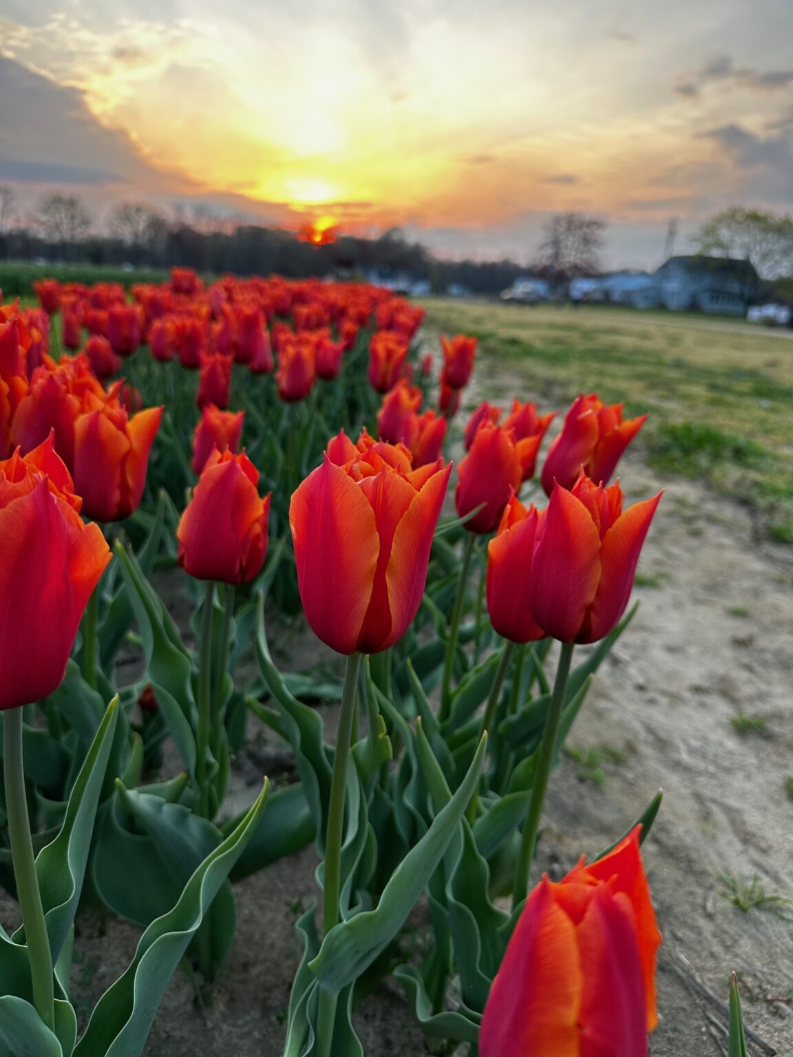 Dalton Farms Tulip Festival is a Can't-Miss and Tickets Are On Sale ...