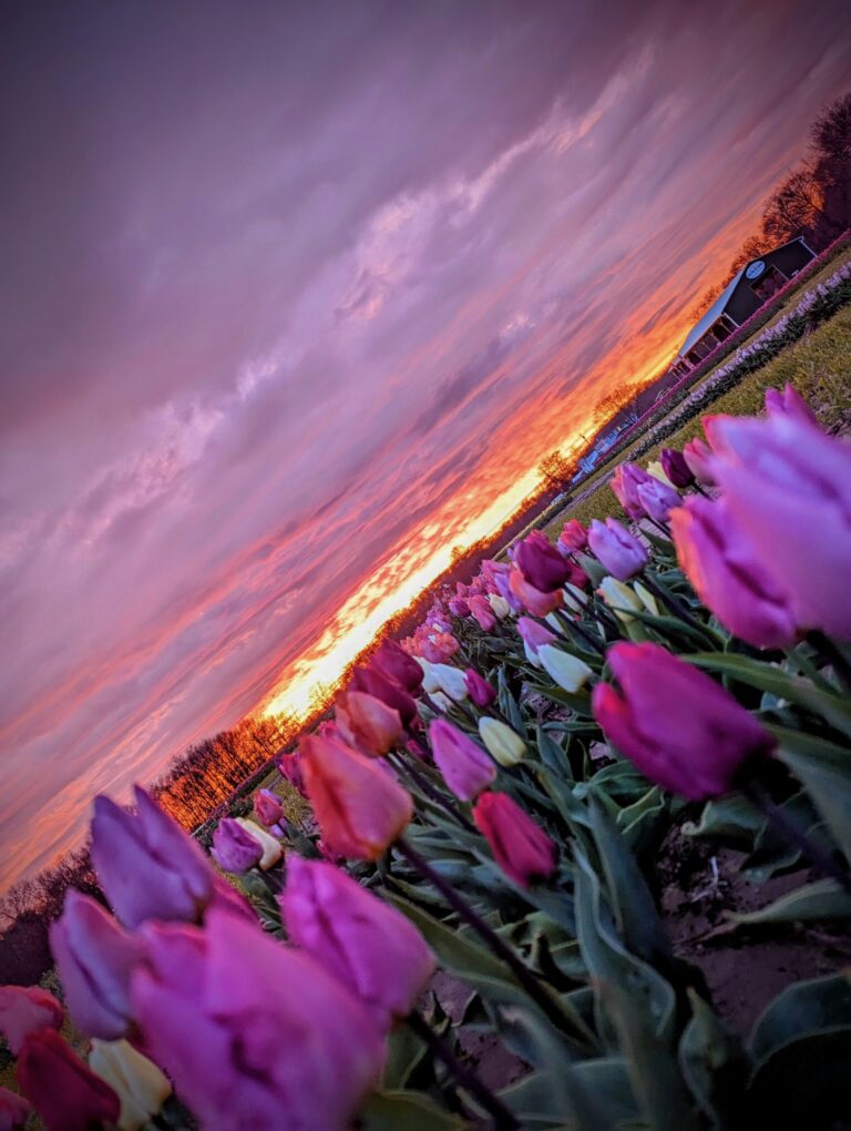 Dalton Farms Tulip Festival is a Can't-Miss and Tickets Are On Sale ...