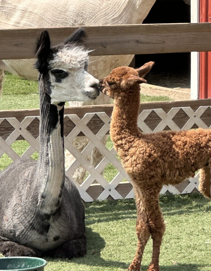These Alpaca Farms In and Around NJ Are Worth the Trip - NJ Family