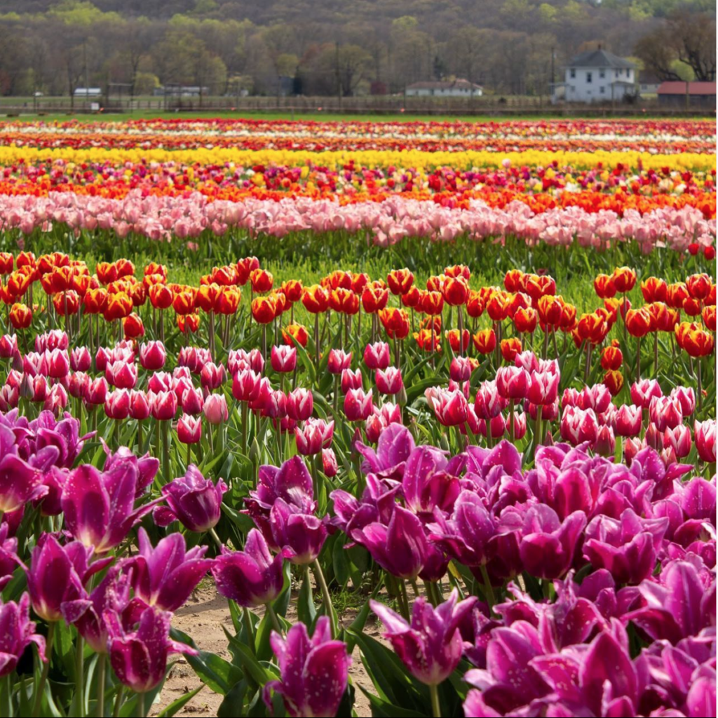 Save the Date: Holland Ridge Farms’ Tulip Season Returns April 10 - NJ ...
