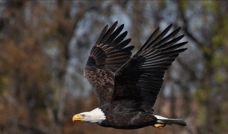 Where to See Bald Eagles in New Jersey - NJ Family