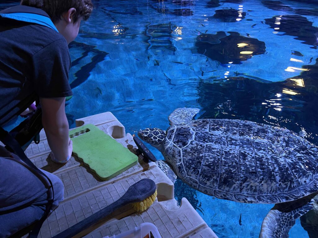 Sea Turtle Encounter at Adventure Aquarium is Interactive Fun - NJ Family