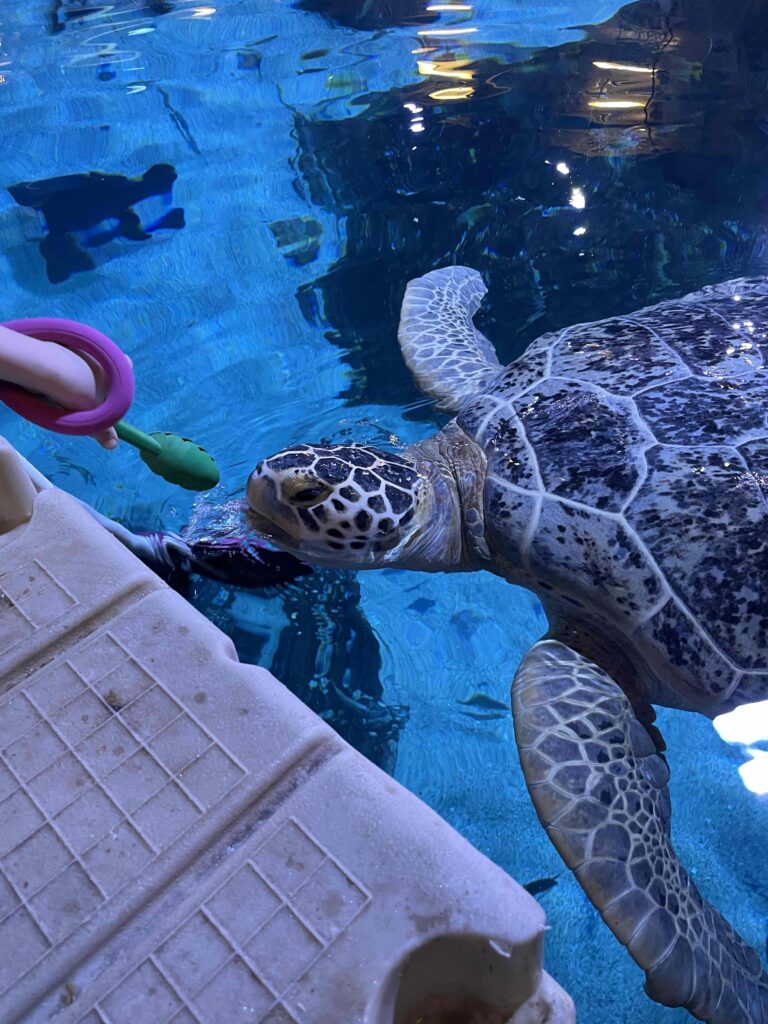 Sea Turtle Encounter at Adventure Aquarium is Interactive Fun - NJ Family