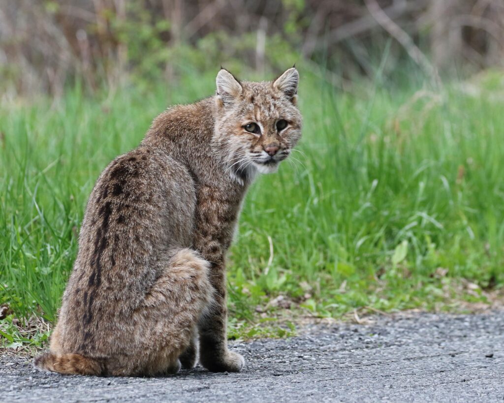 Saving New Jersey’s Endangered Bobcats - NJ Family