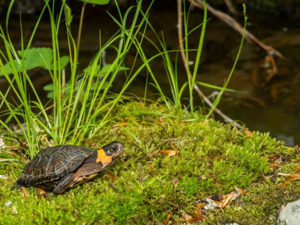 Get to Know Some of New Jersey’s Most Endangered Species - NJ Family