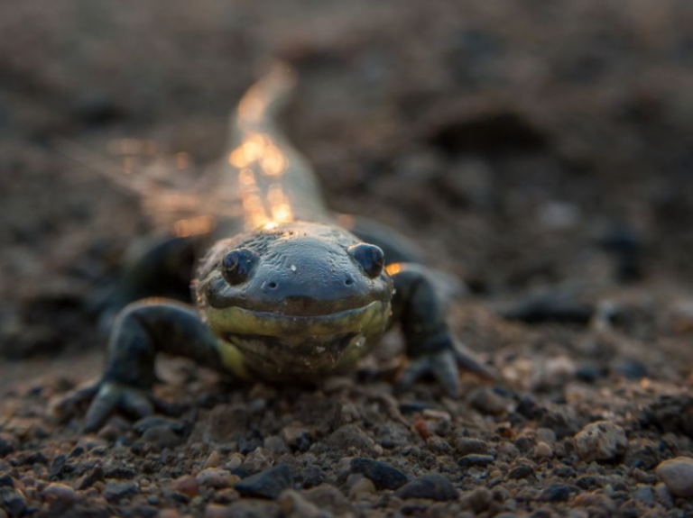 Get to Know Some of New Jersey’s Most Endangered Species - NJ Family