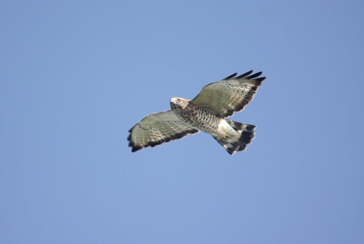 Hawk Watches - NJ Family