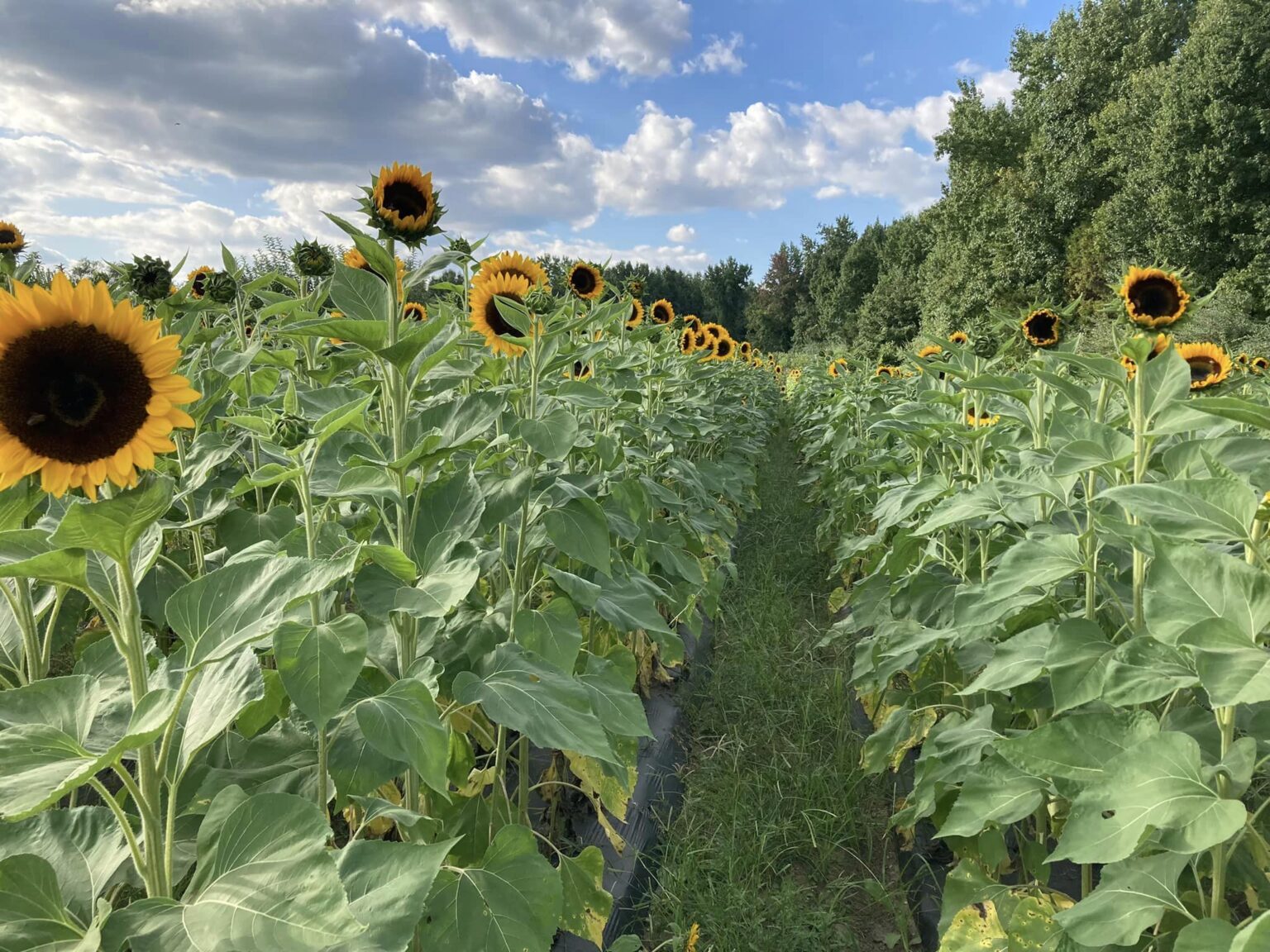 Pick Your Own Sunflowers at These New Jersey Farms - NJ Family