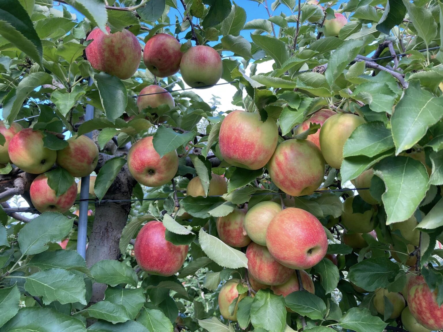 Where to Pick Your Own Apples in New Jersey - NJ Family