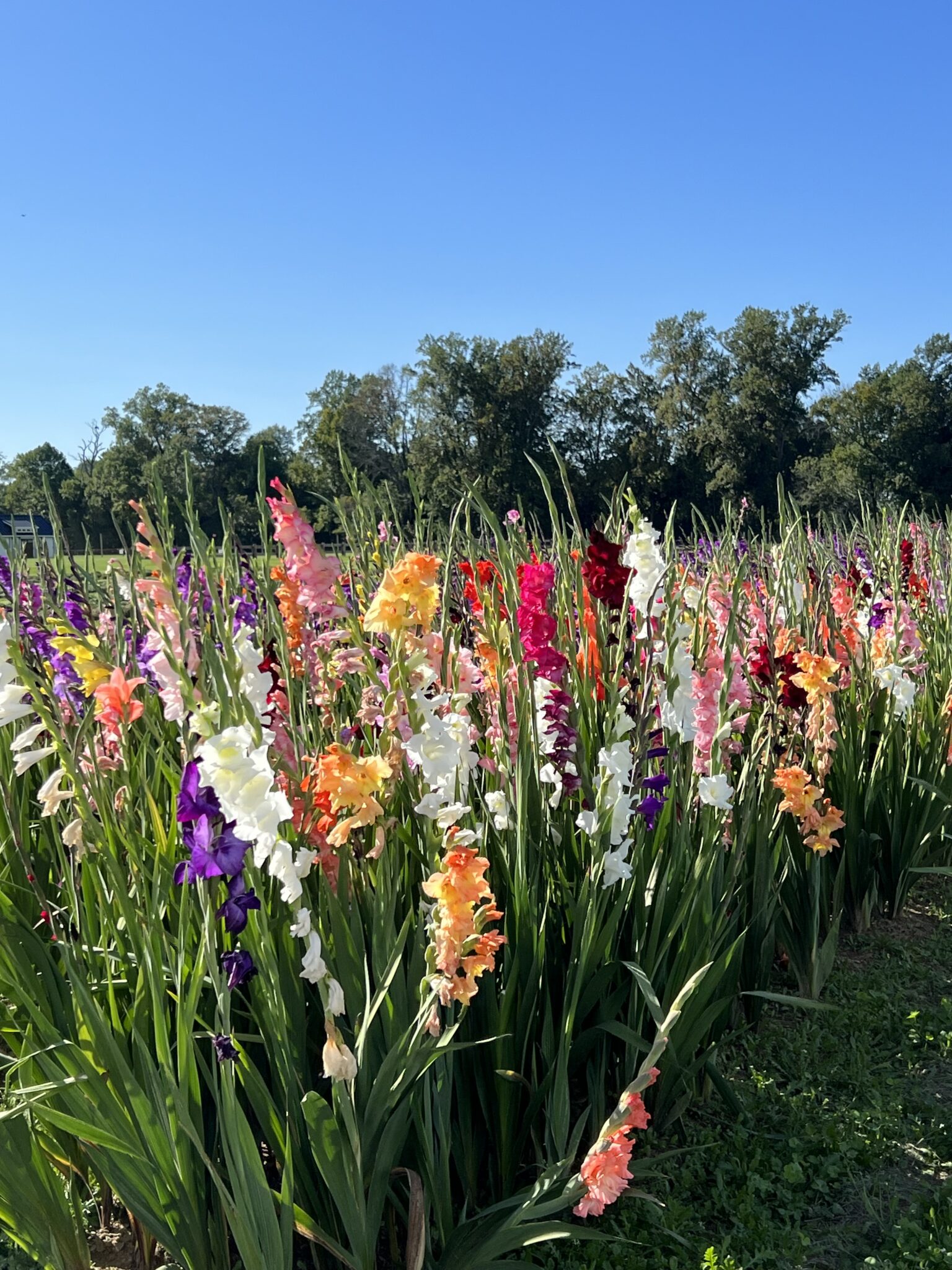 The Ultimate Guide to Fun in NJ This Spring - NJ Family