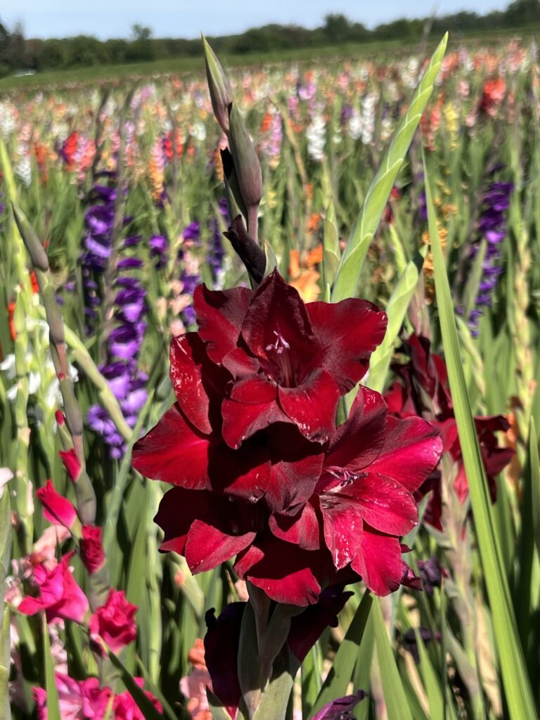 Springtime Flower Festivals In and Around New Jersey - NJ Family