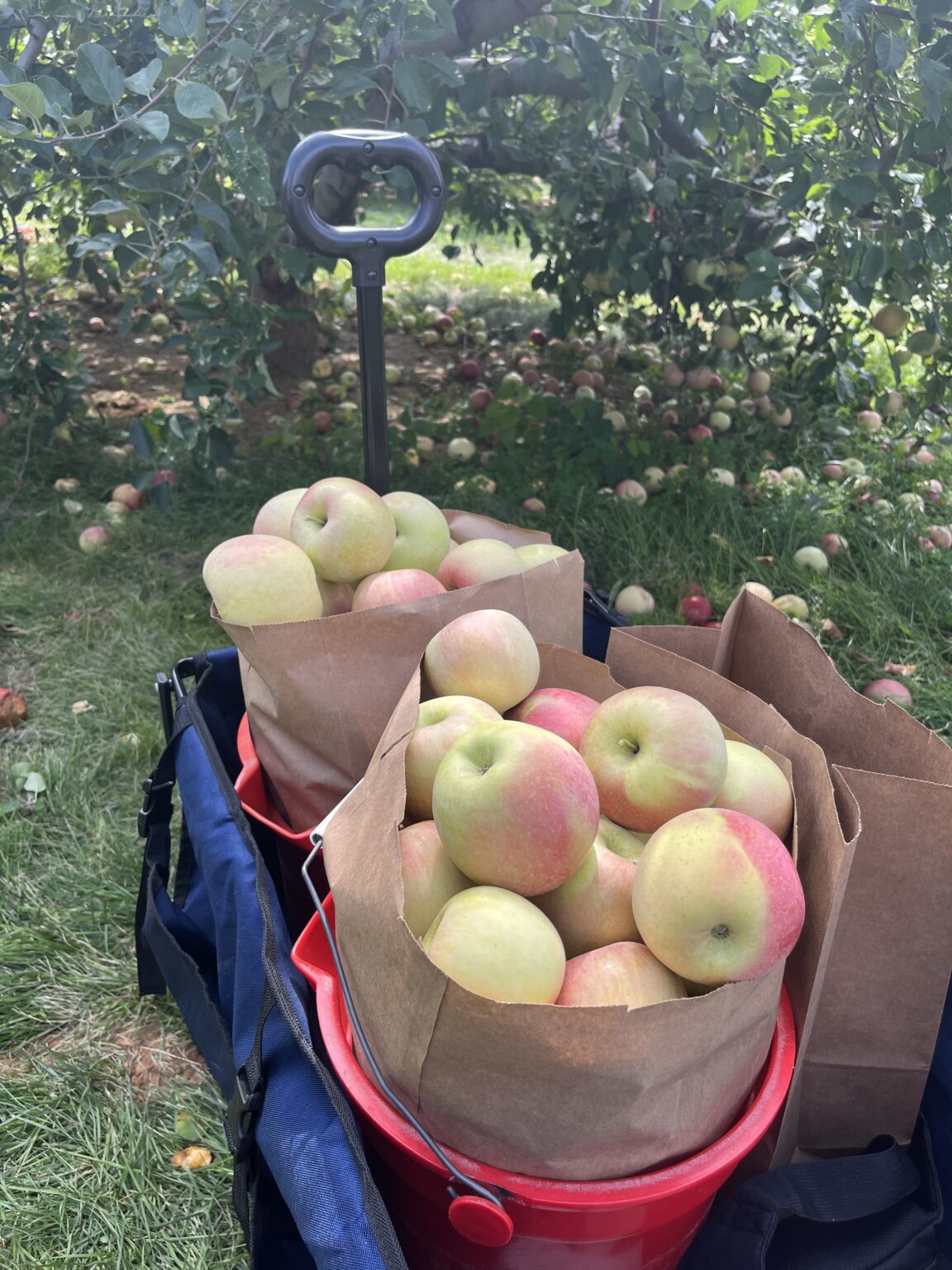 Where to Pick Your Own Apples in New Jersey - NJ Family