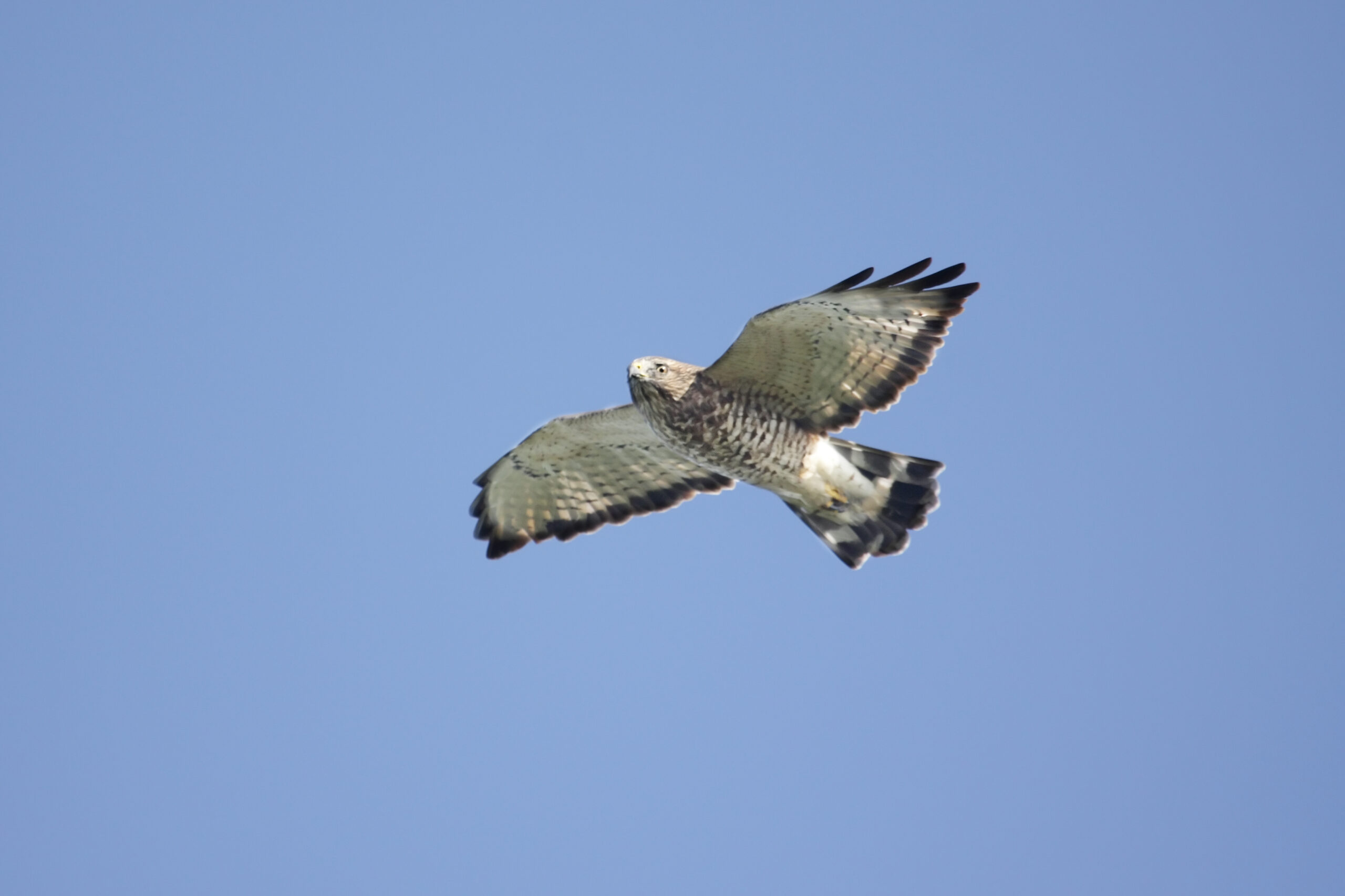 Hawk Watches - NJ Family