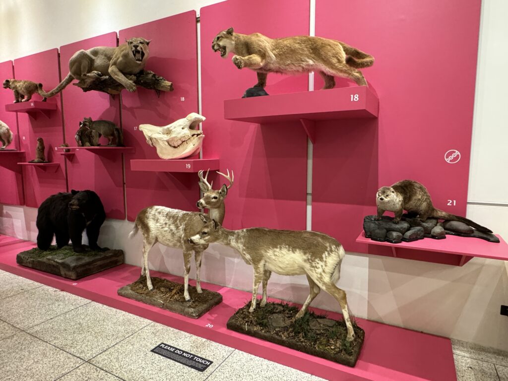 Learn All About New Jersey's Rich History at Our State Museum (and It's ...