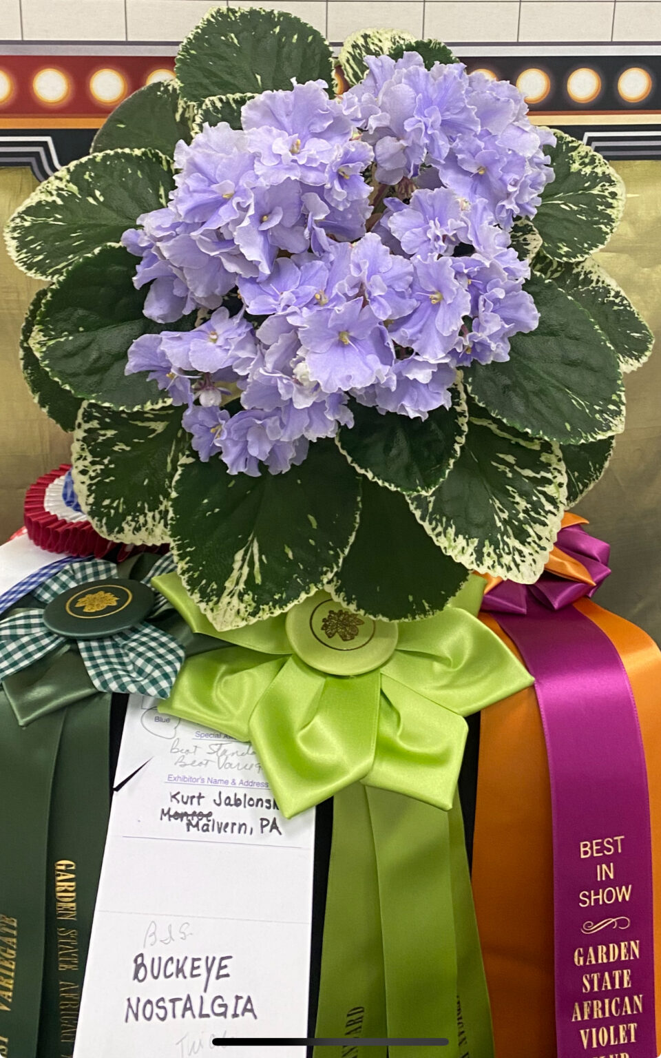 Springtime Flower Festivals In and Around NJ - NJ Family