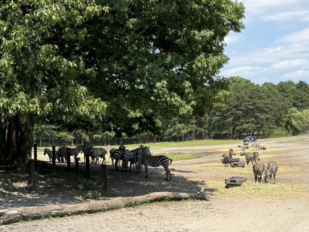 Six Flags Has A New Off-Road Adventure And You'll See the Safari in A ...