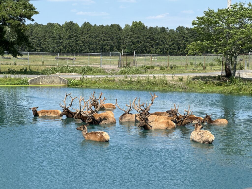 Six Flags Has A New Off-Road Adventure And You'll See the Safari in A ...