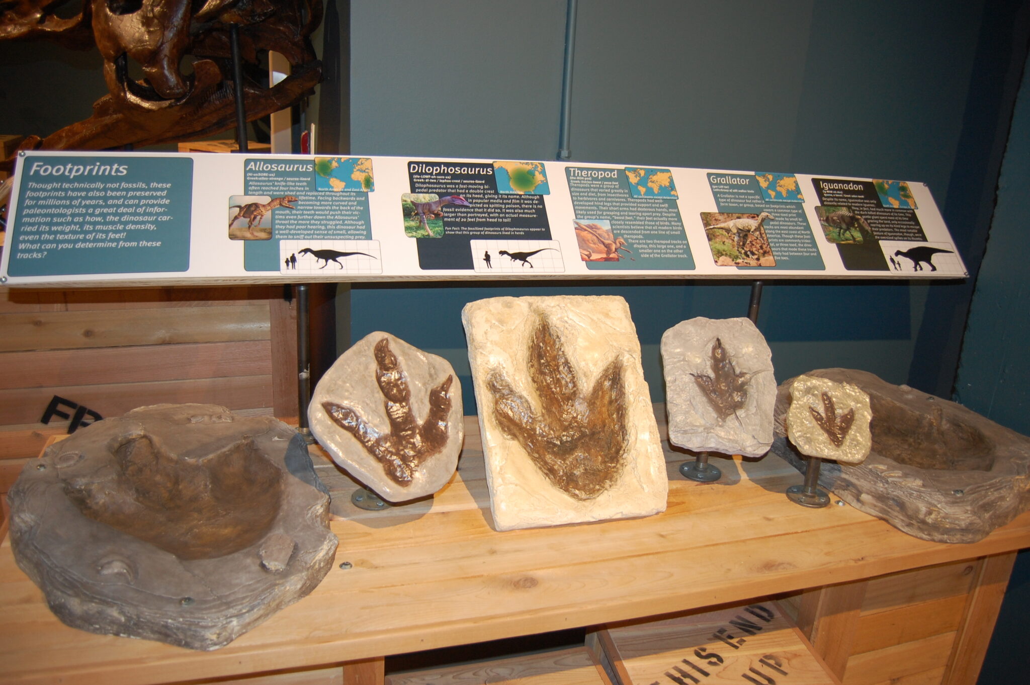 Dinosaur Fossils Are on Display at Special Museum Exhibit in Central ...