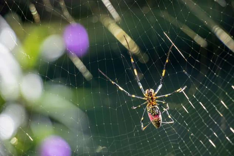 8 Things to Know About the Flying Spider Making Its Way to The East ...