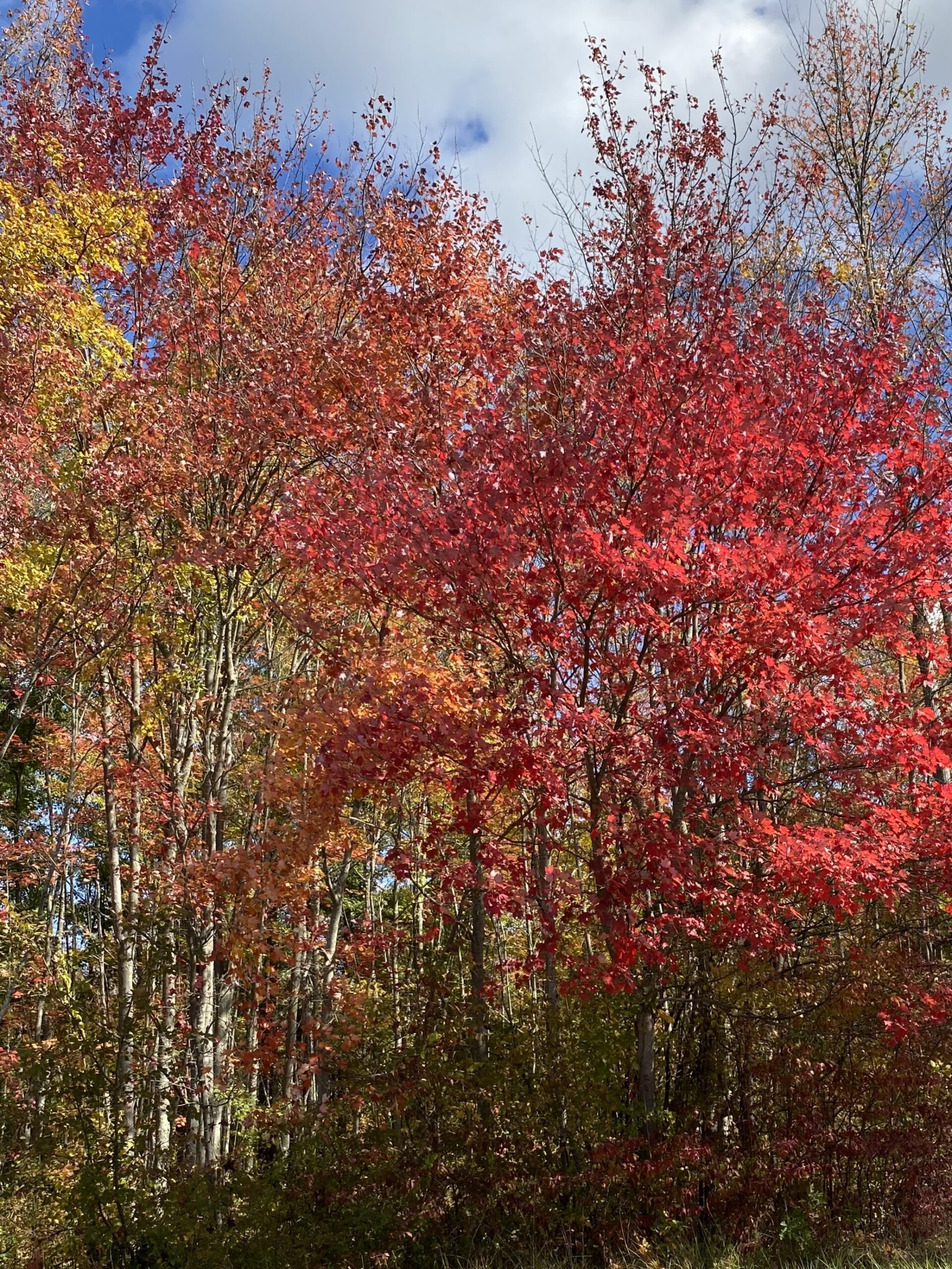 The Best Places to See Fall Foliage in New Jersey - NJ Family