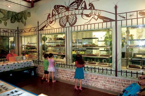 Creepy Crawly Fun at Insectropolis, The Bugseum of New Jersey - NJ Family