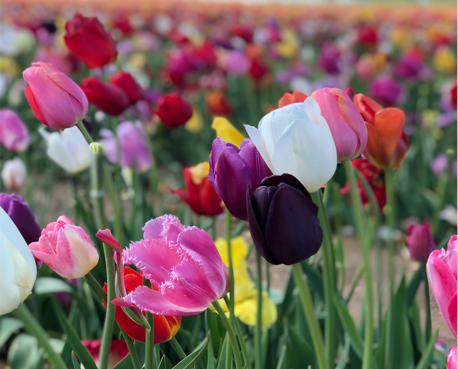 The Ultimate Guide to Spring Fun in New Jersey - NJ Family