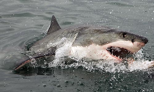Get to Know the History Behind Shark Week - NJ Family