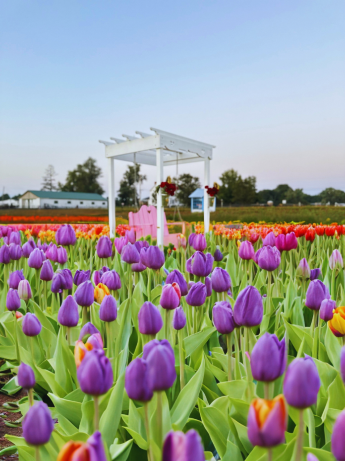 The Best Fairs and Festivals in New Jersey in April - NJ Family