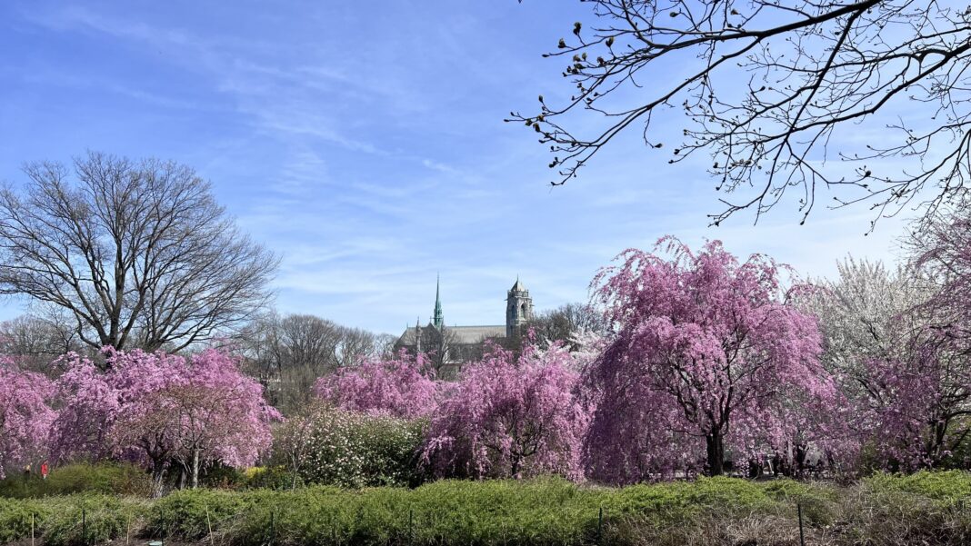 Branch Brook Park Cherry Blossom Festival - NJ Family