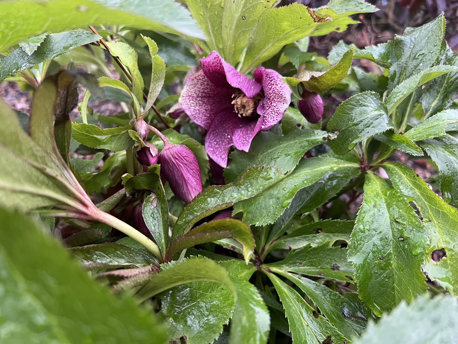 Best Gardens and Parks to See Spring Flowers in New Jersey - NJ Family